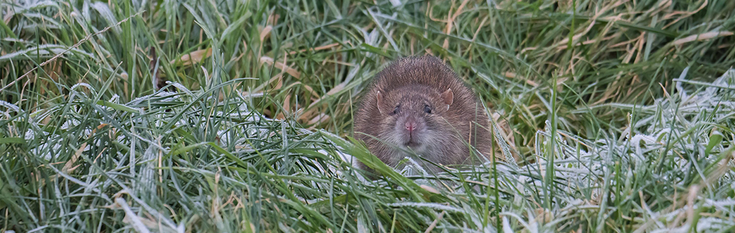 Vogel- en Natuurwacht Flevoland – Pagina 2